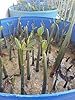 10 LIVE Mangroves - Red Mangrove Seedlings - Filtration, Aquarium, Reef ...