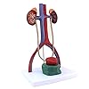 Educational Model Model of Human Urinary System, Medical Anatomical ...