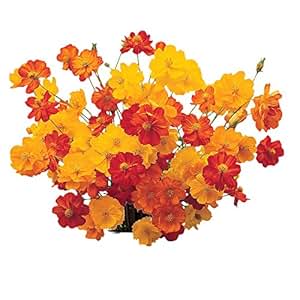 Amazon.com: Burpee Bright Lights Mixed Colors Cosmos Seeds 300 seeds ...