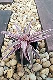 Cryptanthus bivittatus - How to grow & care