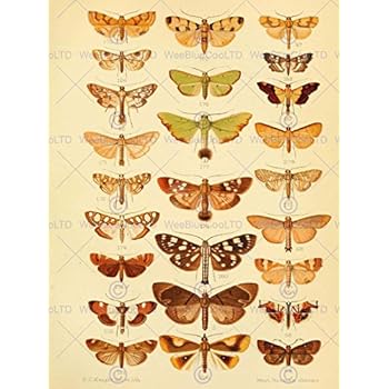 Amazon.com : (36 x 24) Moths of the World Poster : Insect Poster ...