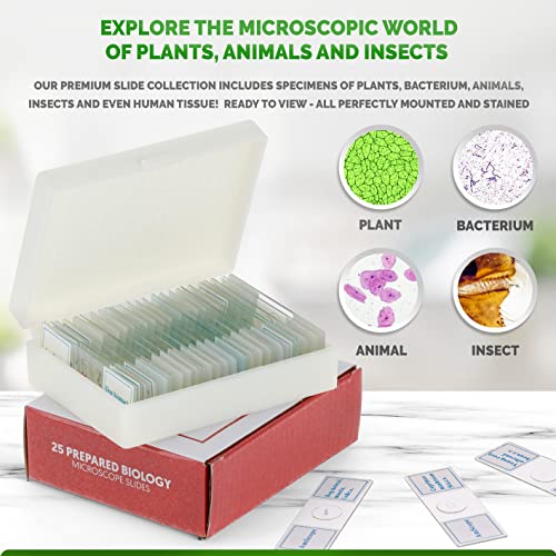 Human Pathology Slides Stri 50 Slides Prepared Microscope Slide Set For ...