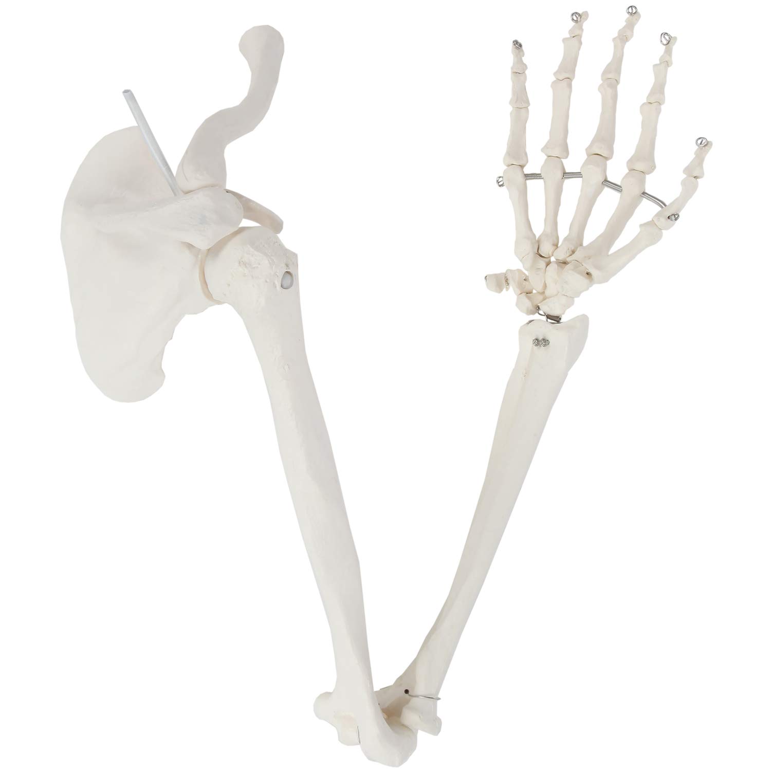 Amazon.com: Axis Scientific Human Arm Skeleton Model, Life-Size ...