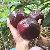 Malay apple - How to grow & care