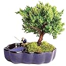 Amazon.com: Brussel's Bonsai Live Green Mound Juniper Outdoor Bonsai ...
