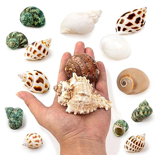15PCS Hermit Crab Shells (7 Types) Natural Hermit Crab Shells, For ...