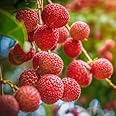 Amazon.com : Sweetheart Lychee Tree Live 2-3 Feet Tall, Lychee Plant ...