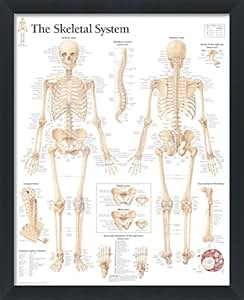 Amazon.com: wallsthatspeak The Skeletal System Framed Medical ...
