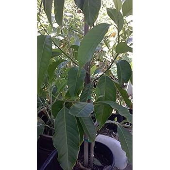 Amazon.com : Michelia Alba/Magnolia Champaca Live Plant (White Flowers ...
