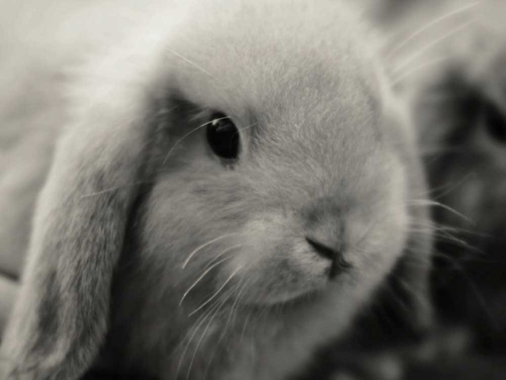 Amazon.com: black and white bunnies - Art Print on Canvas (24x16 inches ...