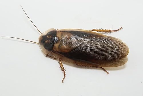 Adult Male Dubia Roaches (Adult, 50, Count) in Kenya | Whizz Food