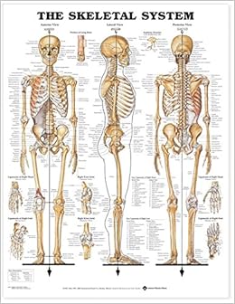 Skeletal System: Not Available: 9781587790621: Anatomy: Amazon Canada