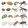 TOYMANY 16PCS Insect Figurines Life Cycle of Stag Beetle,Honey Bee ...