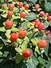 First Editions - Hypericum inodorum Red Star (St. Johns Wort) Shrub ...