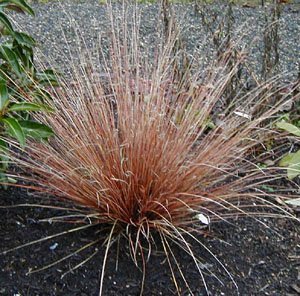 Carex Red Rooster