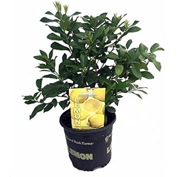 Amazon.com : Sweet Sambo Lemon Tree -Fruiting Size- 6" Pot -NO Ship to ...
