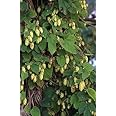 Amazon.com : Humulus lupulus CASCADE HOPS Vine Seeds! : Patio, Lawn ...