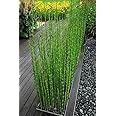 Amazon.com : 10 x Horsetail Reed That Looks Like Mini Bamboo (Equisetum ...