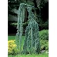Amazon.com: Weeping Cedar of Lebanon 3 - Year Graft : Patio, Lawn & Garden