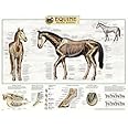Equine Anatomy Chart: Horse Anatomy Wall Chart: Amazon.com: Industrial ...