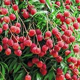 Amazon.com : Sweetheart Lychee Tree Live 3 Feet Tall, Lychee Plant Live ...