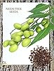 20 Neem Tree Seeds for Planting (2 Packs of 10)- Cay Sau Dau ...