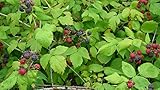 Black raspberry - How to grow & care