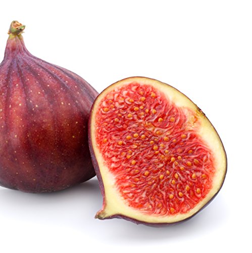 GE Neri (Italian) Fig Live Plant - Ficus carica | Pricepulse