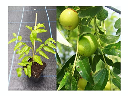 Buy Creative Farmer Elantha Pazham - Indian Jujube (Ziziphus Mauritiana ...