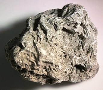 Fossiliferous Limestone Sedimentary Rock - 10 Pieces: Amazon.com ...