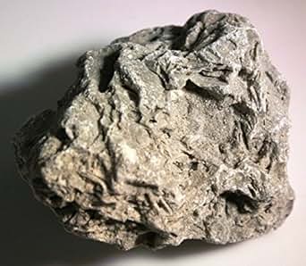 Fossiliferous Limestone Sedimentary Rock - 2 Pieces: Amazon.com ...