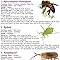 Buy 221 Amazing Bugs and Insects Book Online at Low Prices in India ...