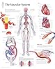 The Vascular System chart: Laminated Wall Chart in Kuwait | Whizz Anatomy