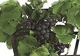 Pixie Grapes - Ornamental and Edible Grapes for the Patio