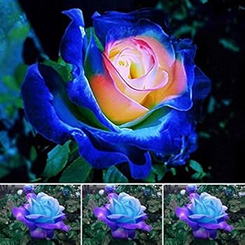 Amazon.com : 5 BLUE CLIMBING ROSE Rosa Bush Vine Climber Fragrant ...