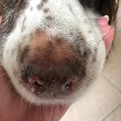 Snout Soother - Natural Dog Company | Dry Chapped Cracked and Crusty ...