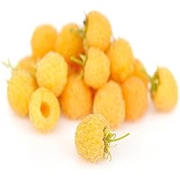 Amazon.com : Anne Golden Raspberry Plants-Bare Root Canes–Sweet ...