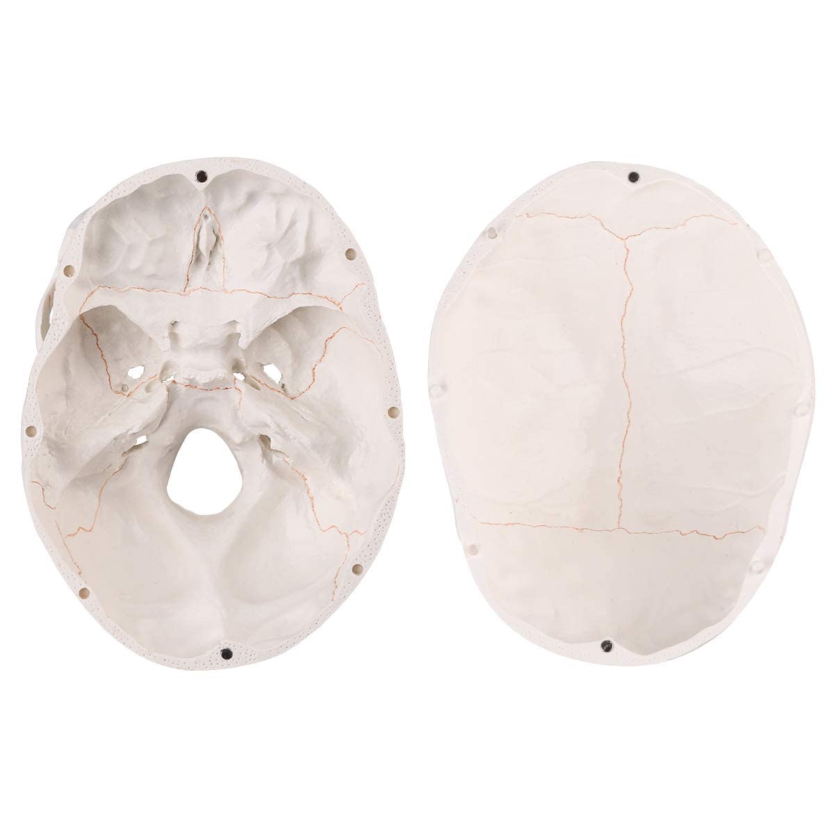 Life Size Human Skull Head Model - Human Skull Anatomical Model Medical ...