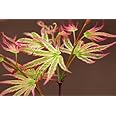 Amazon.com: Alpenweiss Japanese Maple 2 - Year Graft : Patio, Lawn & Garden