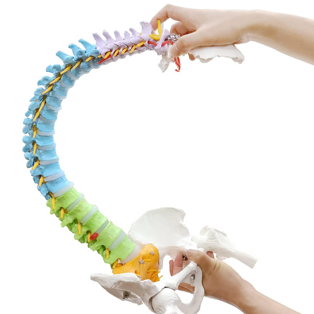 Mua 2023 Color Coded Life Size Spine Model,34" Medical Anatomical Super ...