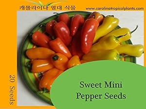 Amazon.com : Sweet mini bell pepper seeds - 20 Seeds : Patio, Lawn & Garden