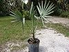 Caranday Wax Palm - Live Plant in a 3 Gallon Pot - Copernicia Alba ...