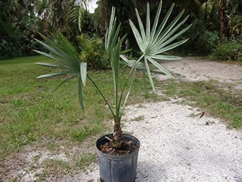 Caranday Wax Palm - Live Plant in a 3 Gallon Pot - Copernicia Alba ...