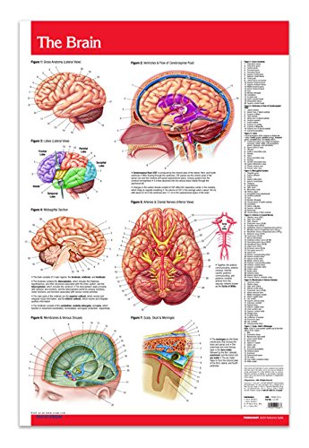 Mua Human Anatomy Brain Chart Wall Poster - 24" x 36" Laminated - Human ...
