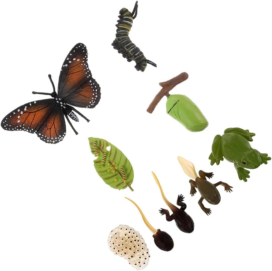 Gadpiparty 2 Sets Insects Figurine Cycle Life Set Life Cycle of a ...