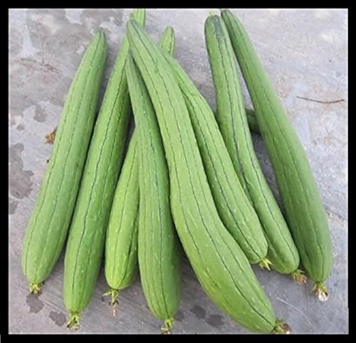 20 Seeds Extra Long Luffa Gourd Seeds Sponge Gourd Ghosaval Lufa Loofa ...