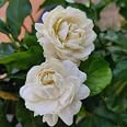 Amazon.com : Grand Duke of Tuscany Jasmine Live Plant, Blooming Jasmine ...