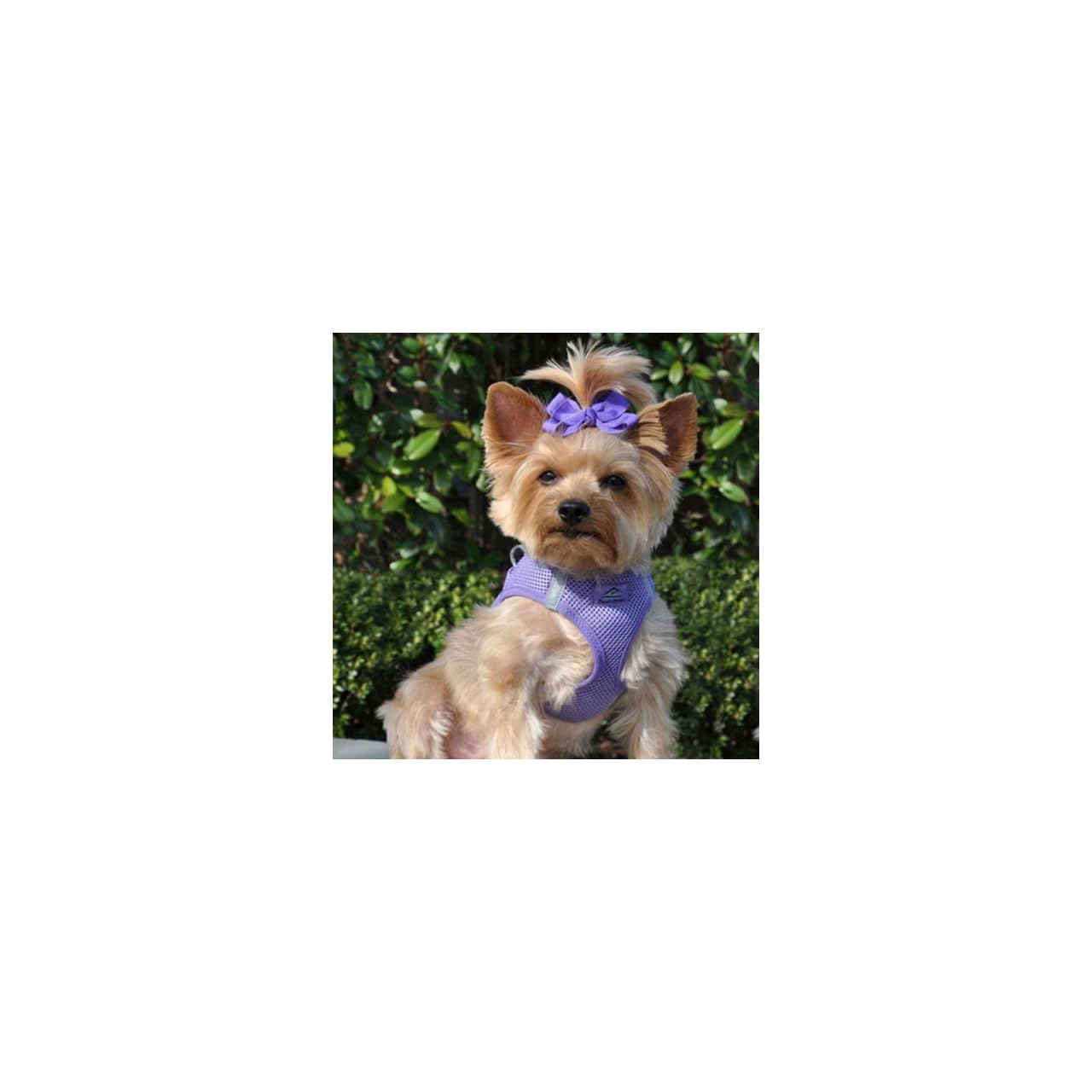 Best Small Dog Collars & Harnesses For Yorkies - Yorkie Clothing