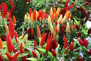 3 BASKET OF FIRE CHILLI PLANTS 4IN+ £3.95 9CM: Amazon.co.uk: Garden ...