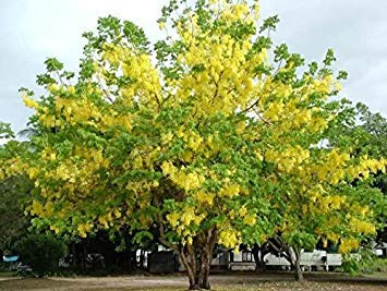 Farmerly 50 Cassia Fistula Seeds Golden Shower Tree Seeds | Desertcart INDIA
